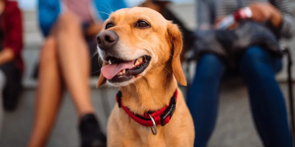 Manchester Vet Centre | Expert Pet Vets in Denton & Tameside