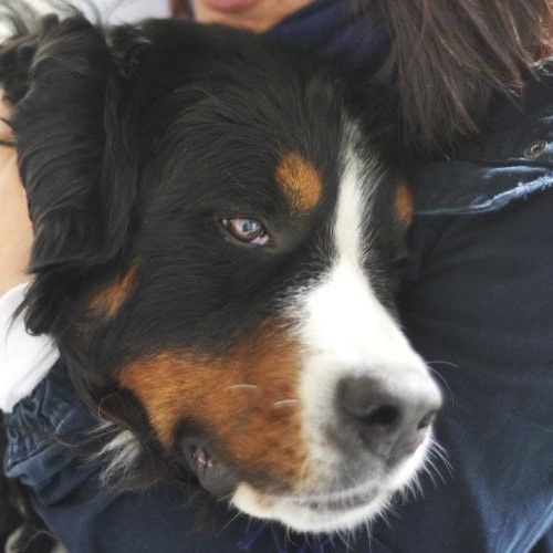 Manchester Vet Centre | Expert Pet Vets in Denton & Tameside