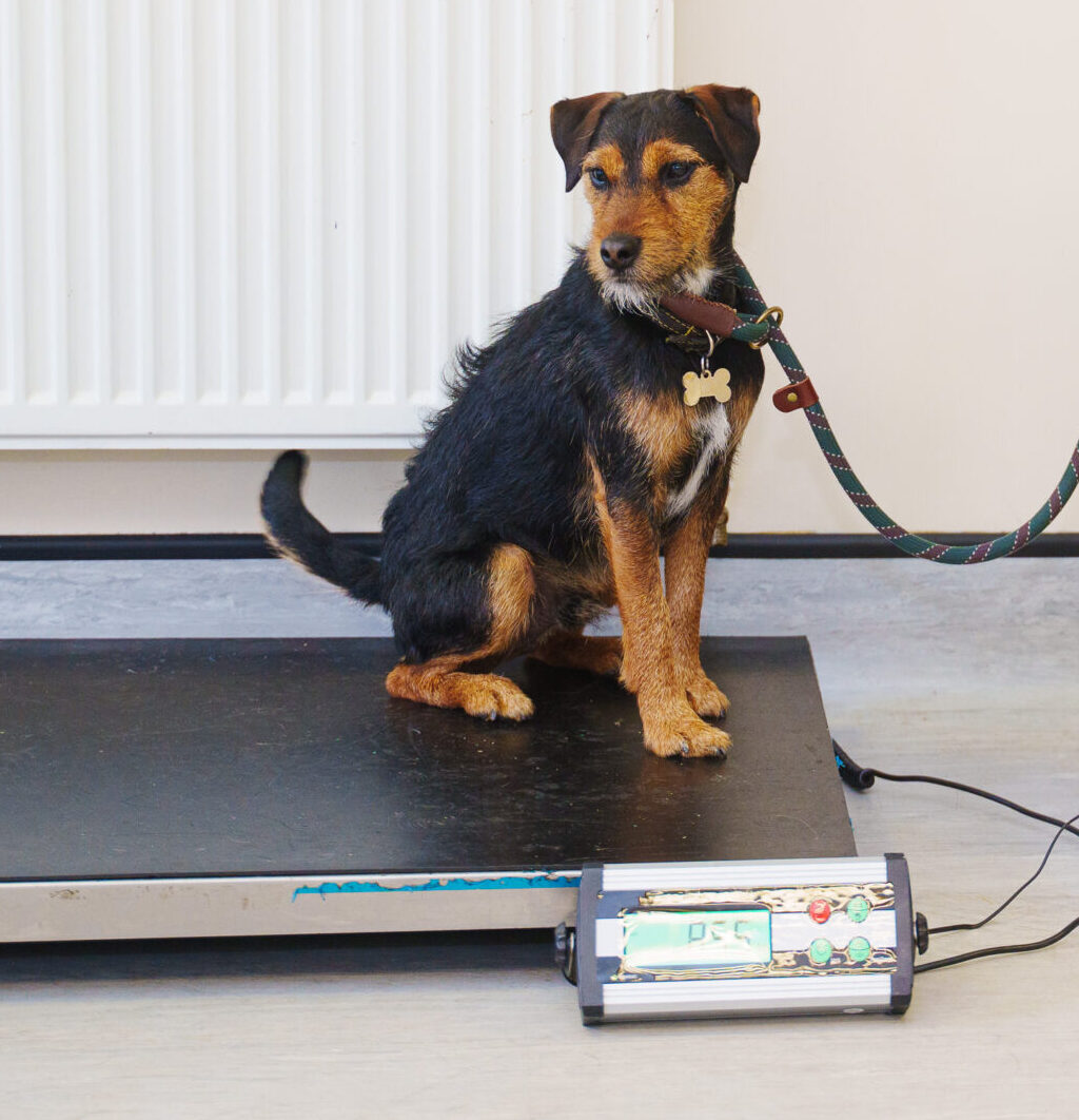 Manchester Vet Centre | Expert Pet Vets in Denton & Tameside