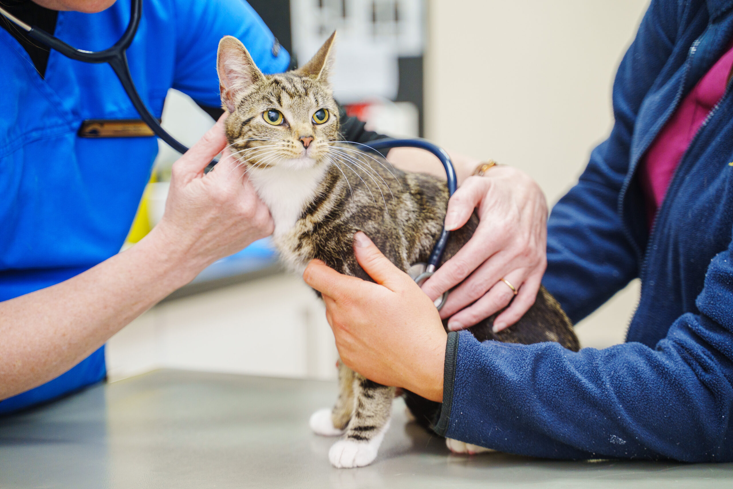 Manchester Vet Centre | Expert Pet Vets in Denton & Tameside